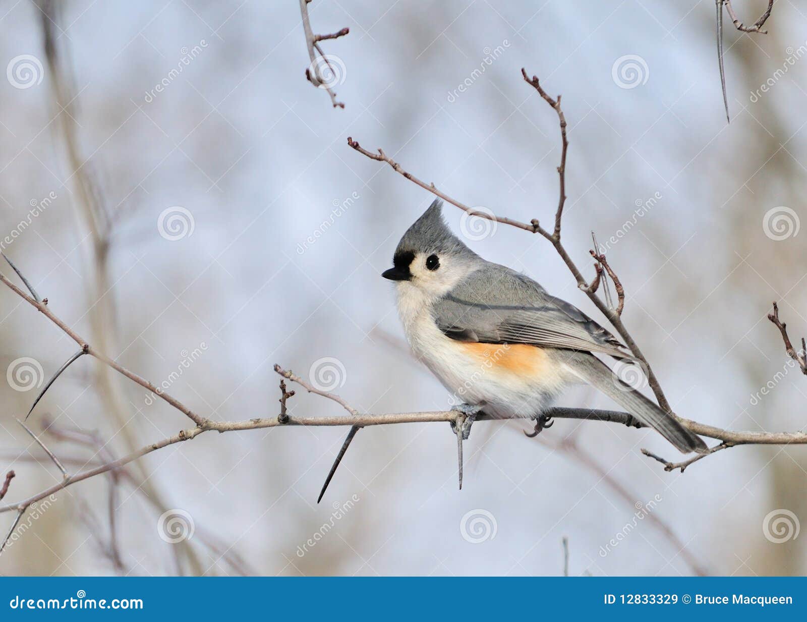 Tufted Titmouse stock image. Image of forest, tufted - 12833329