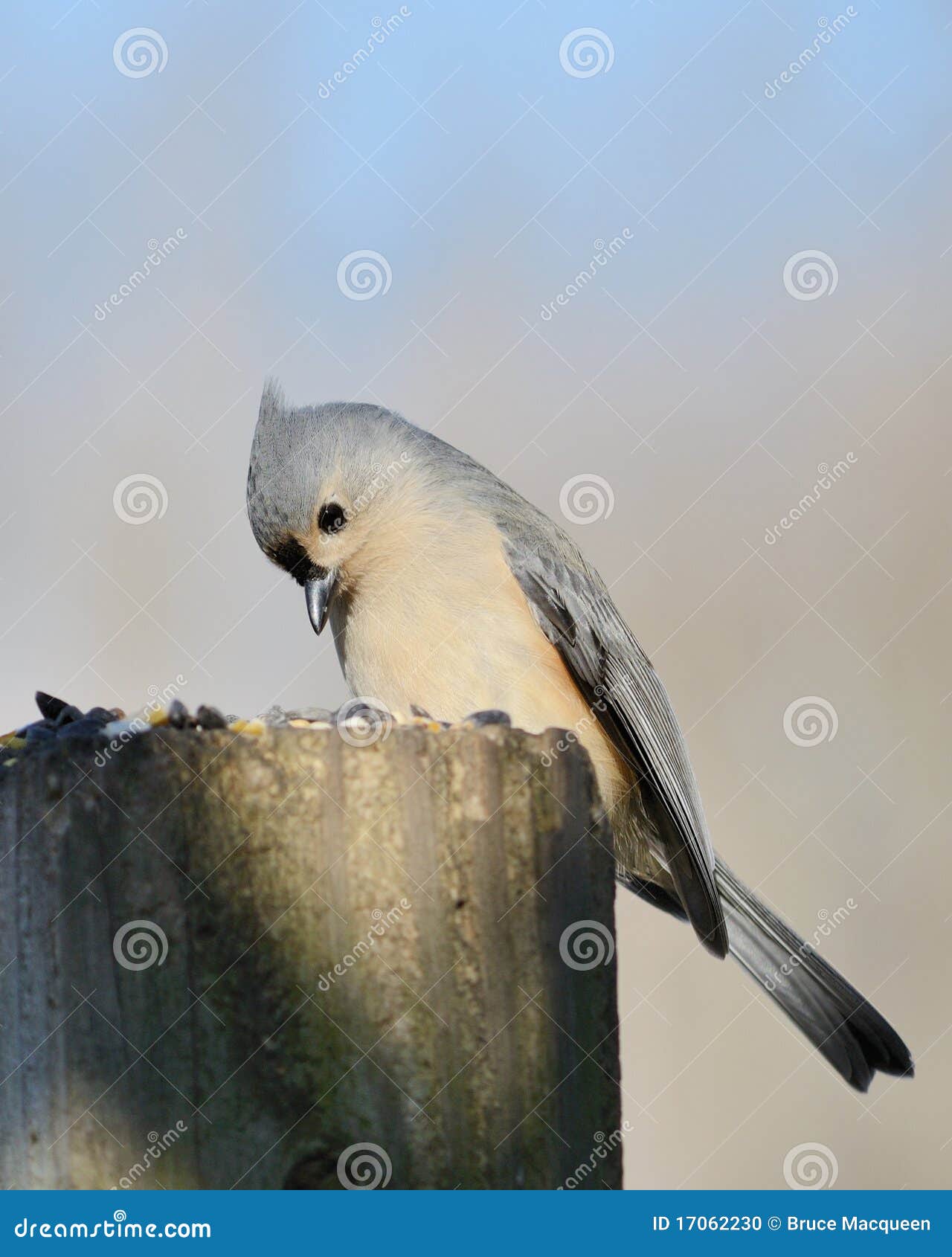 Tufted Titmouse stock photo. Image of birding, nature - 17062230
