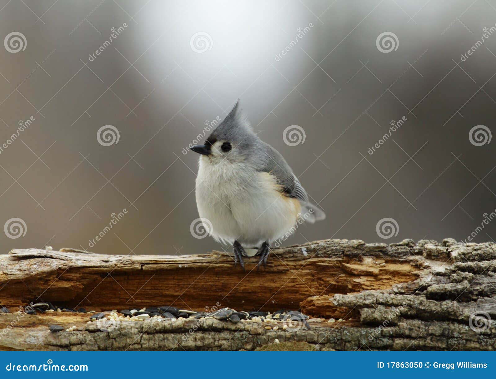 Tufted Titmouse stock photo. Image of bird, profile, missouri - 17863050