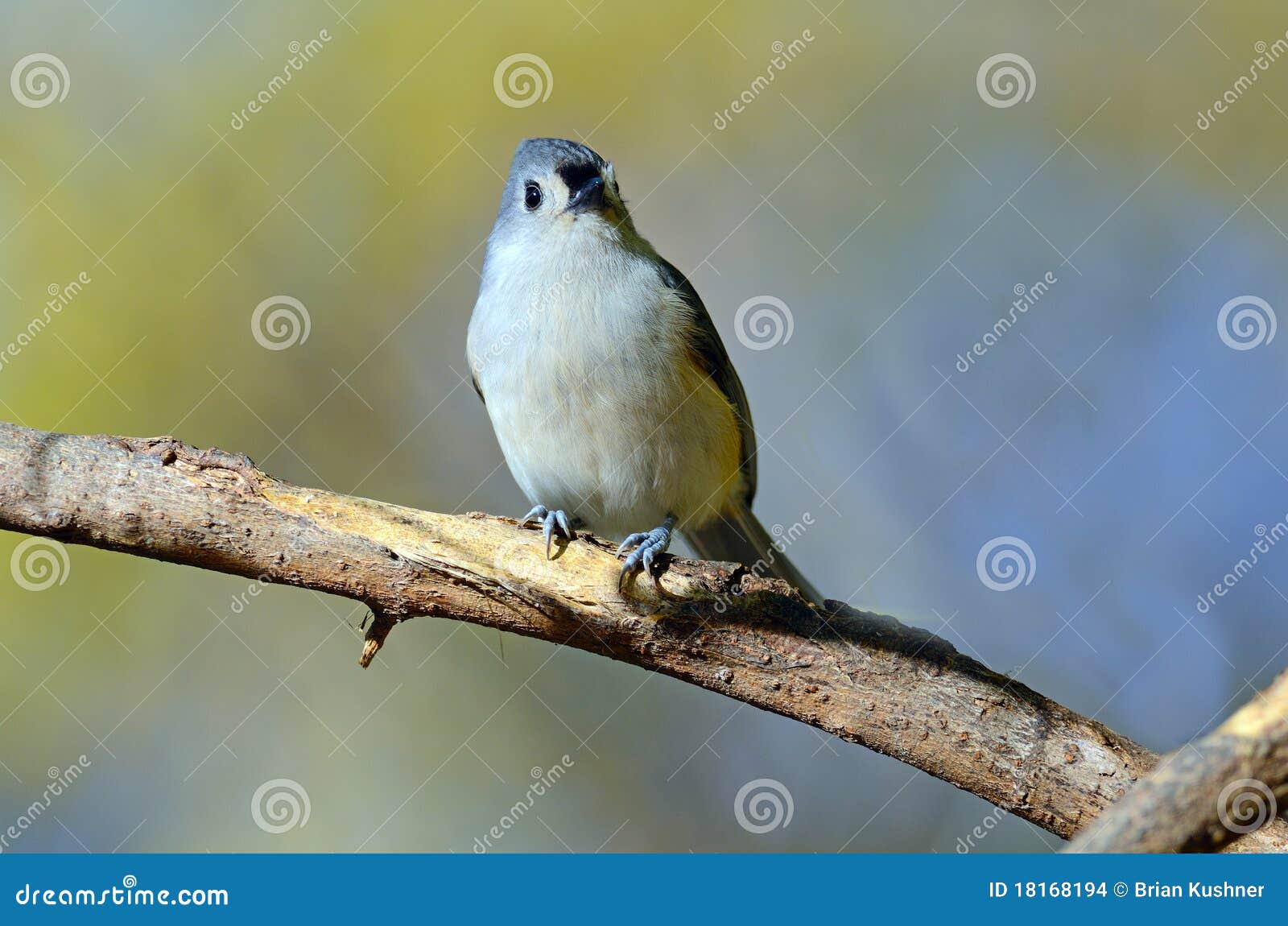 Tufted Titmouse stock photo. Image of gray, titmouse - 18168194