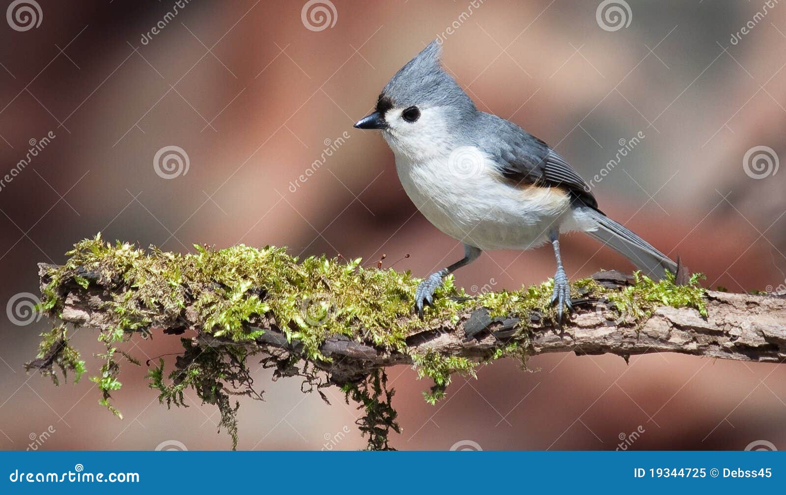 Tufted titmouse stock image. Image of tufted, habitat - 19344725