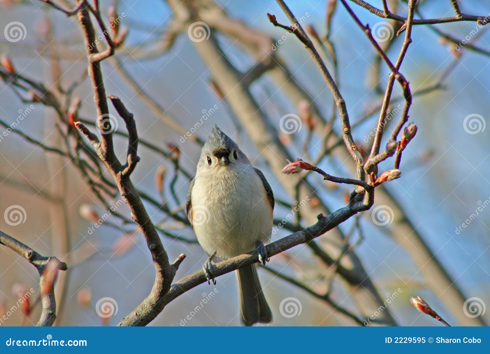 834 Funny Titmouse Stock Photos - Free & Royalty-Free Stock Photos from ...
