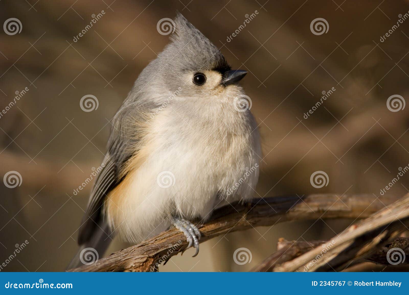 Tufted Titmouse stock image. Image of branch, bird, feather - 2345767