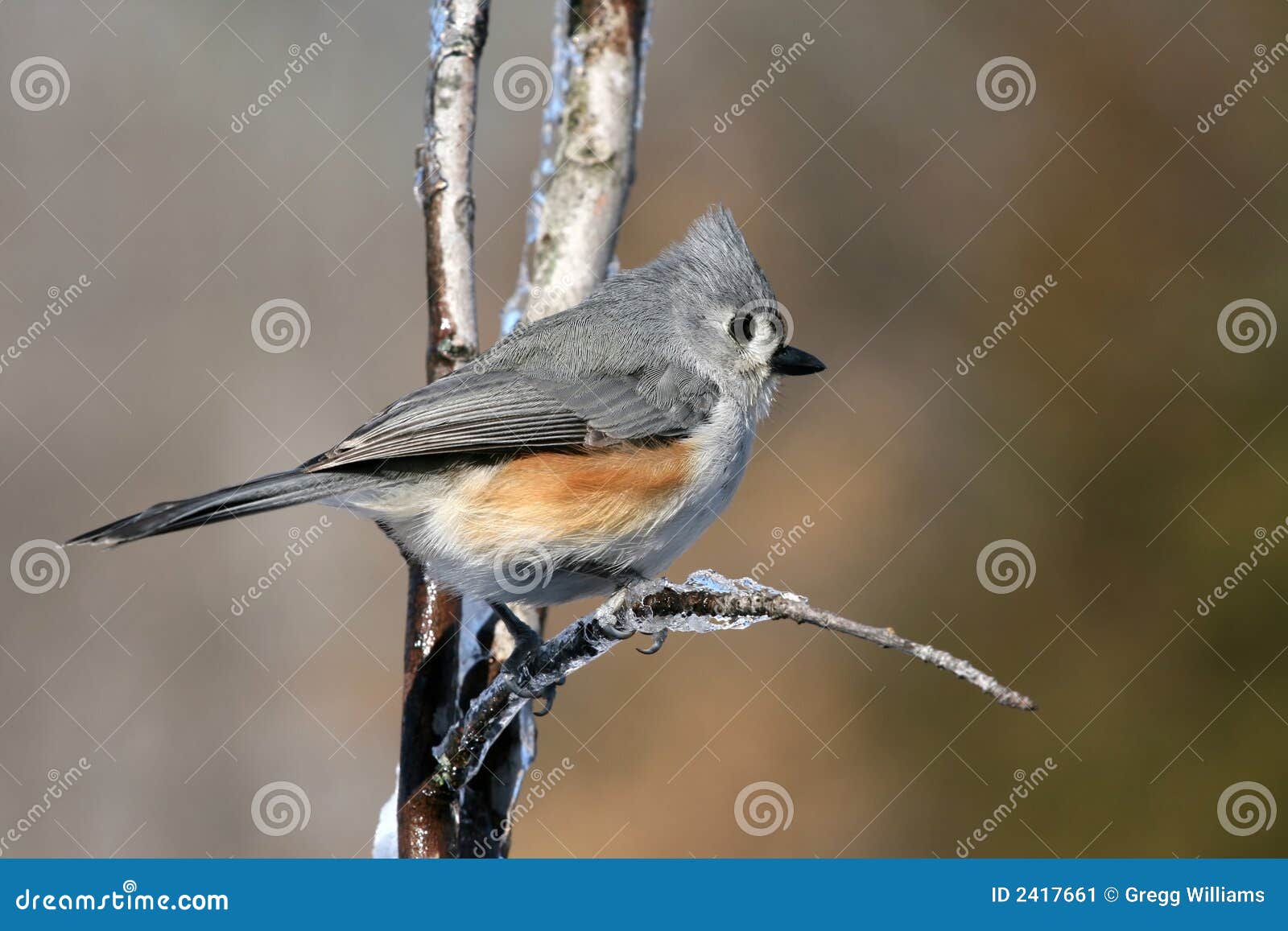 Tufted titmouse stock image. Image of woods, birds, magazine - 2417661