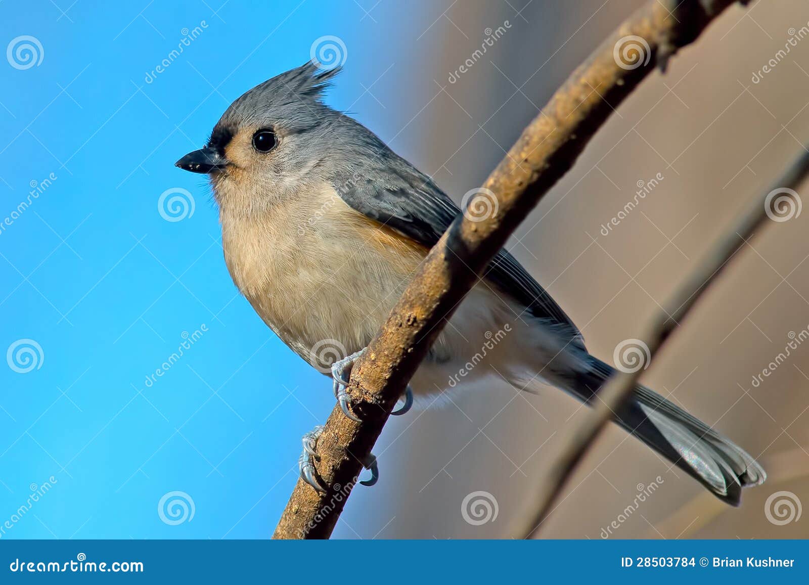 Tufted Titmouse stock photo. Image of bird, nature, animal - 28503784