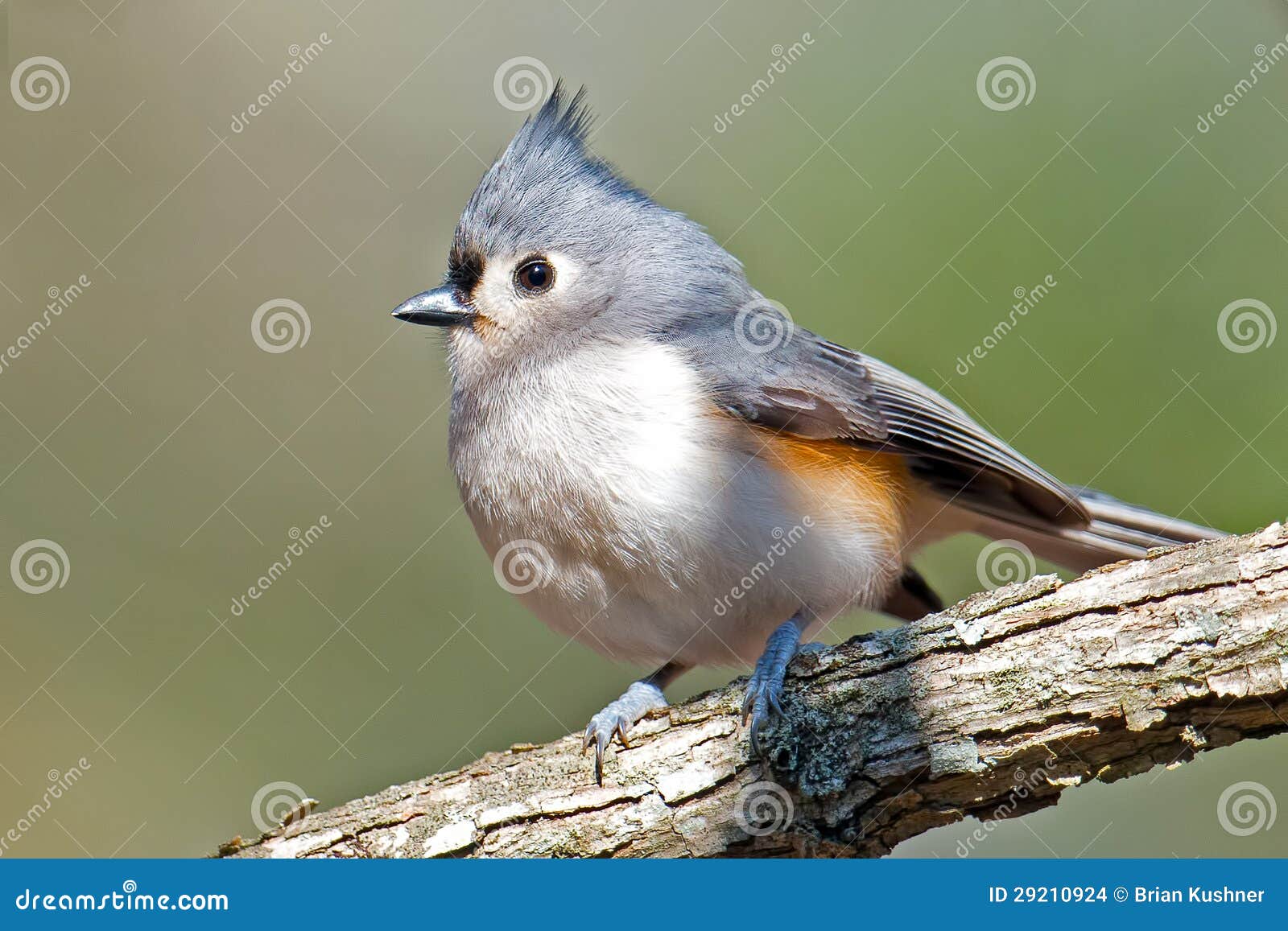 Tufted Titmouse stock photo. Image of titmouse, wildlife - 29210924