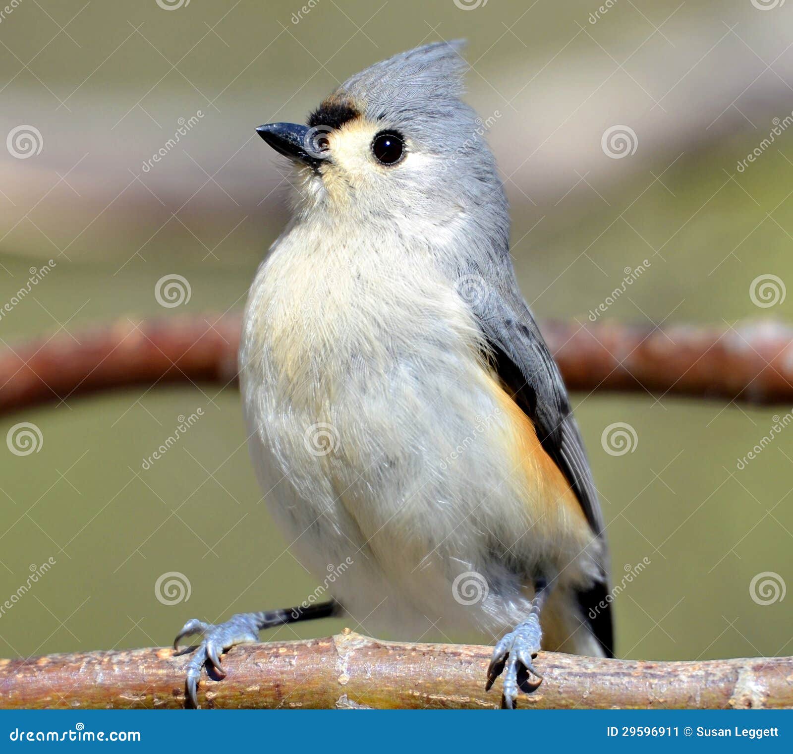 Tufted Titmouse stock image. Image of tufted, seasonal - 29596911