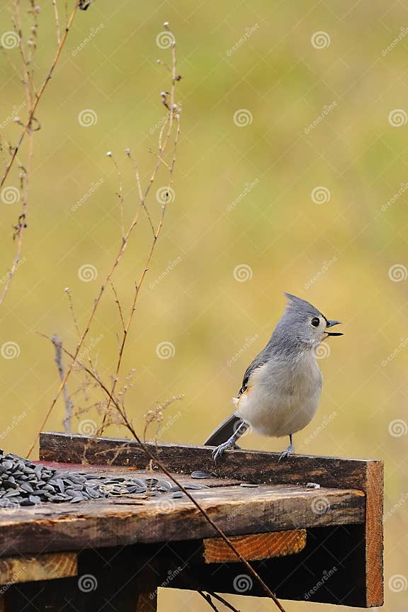 Tufted Titmouse 3 stock photo. Image of male, hobby, feather - 11700190