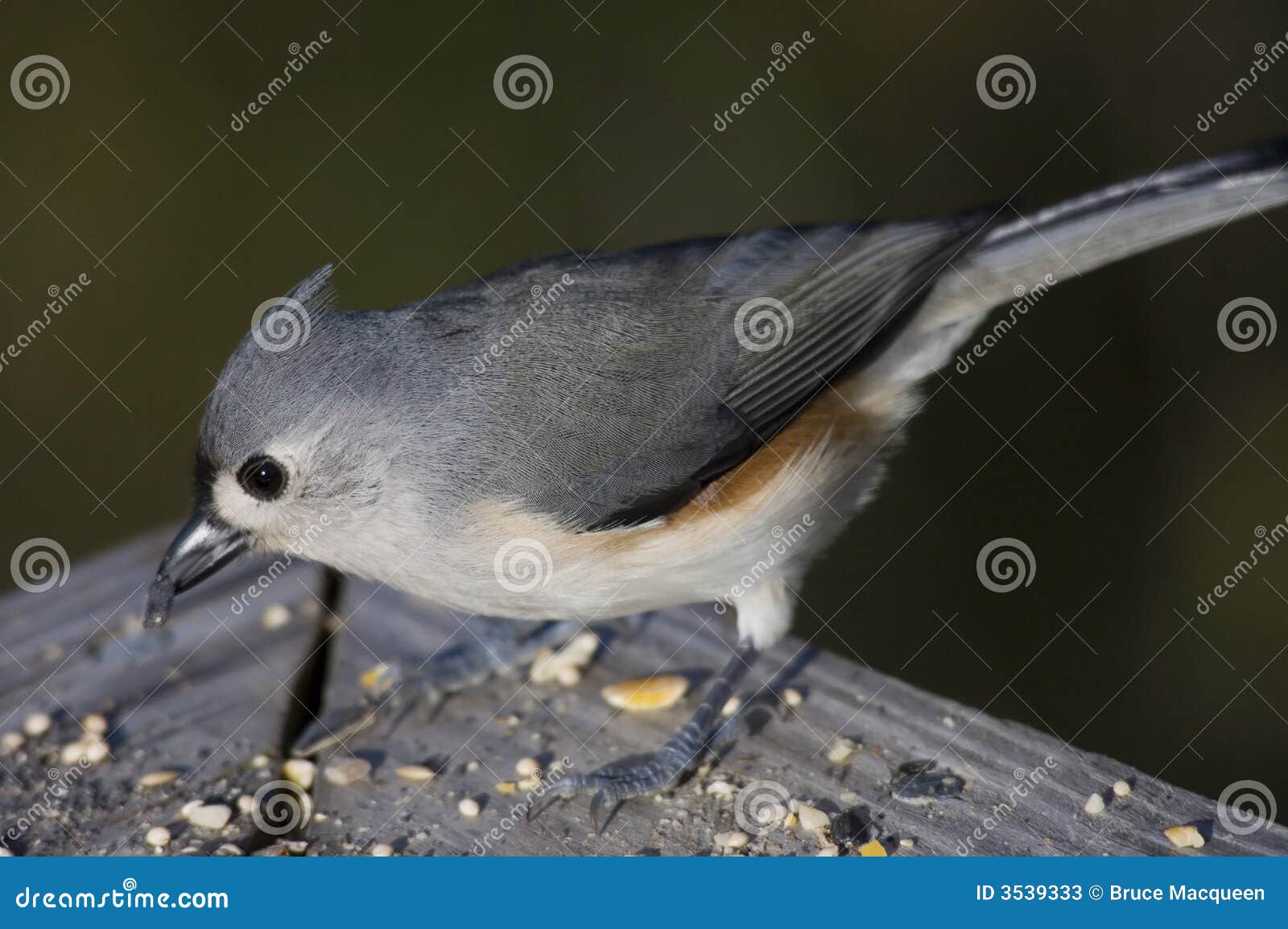 Tufted Titmouse stock image. Image of perched, titmouse - 3539333