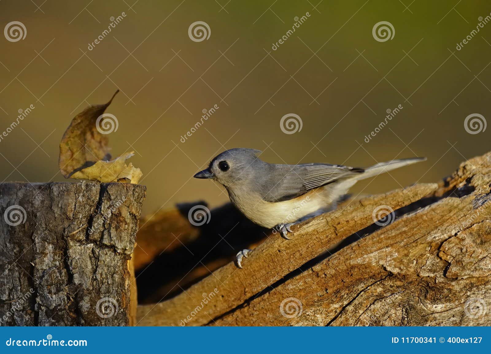 Tufted Titmouse 4 stock image. Image of bird, grasp, birdwatching - 11700341