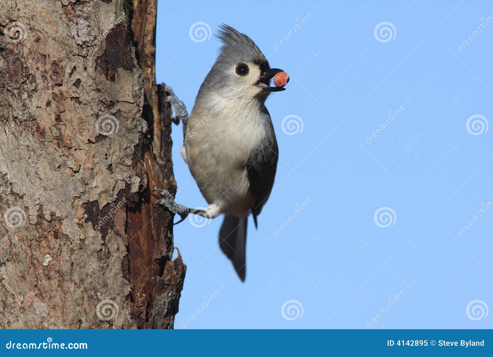 Tufted Titmouse stock image. Image of feathers, birds - 4142895