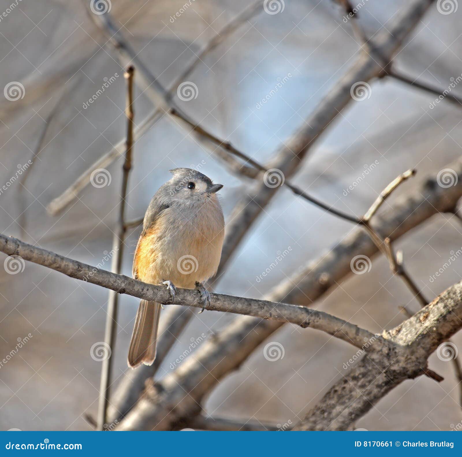 Tufted Titmouse stock image. Image of closeup, branch - 8170661