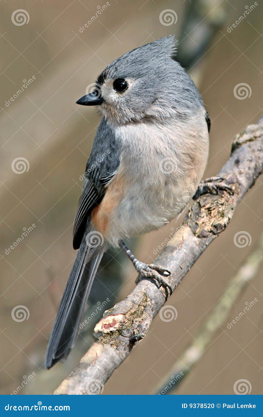 Tufted Titmouse stock photo. Image of fine, parus, branch - 9378520