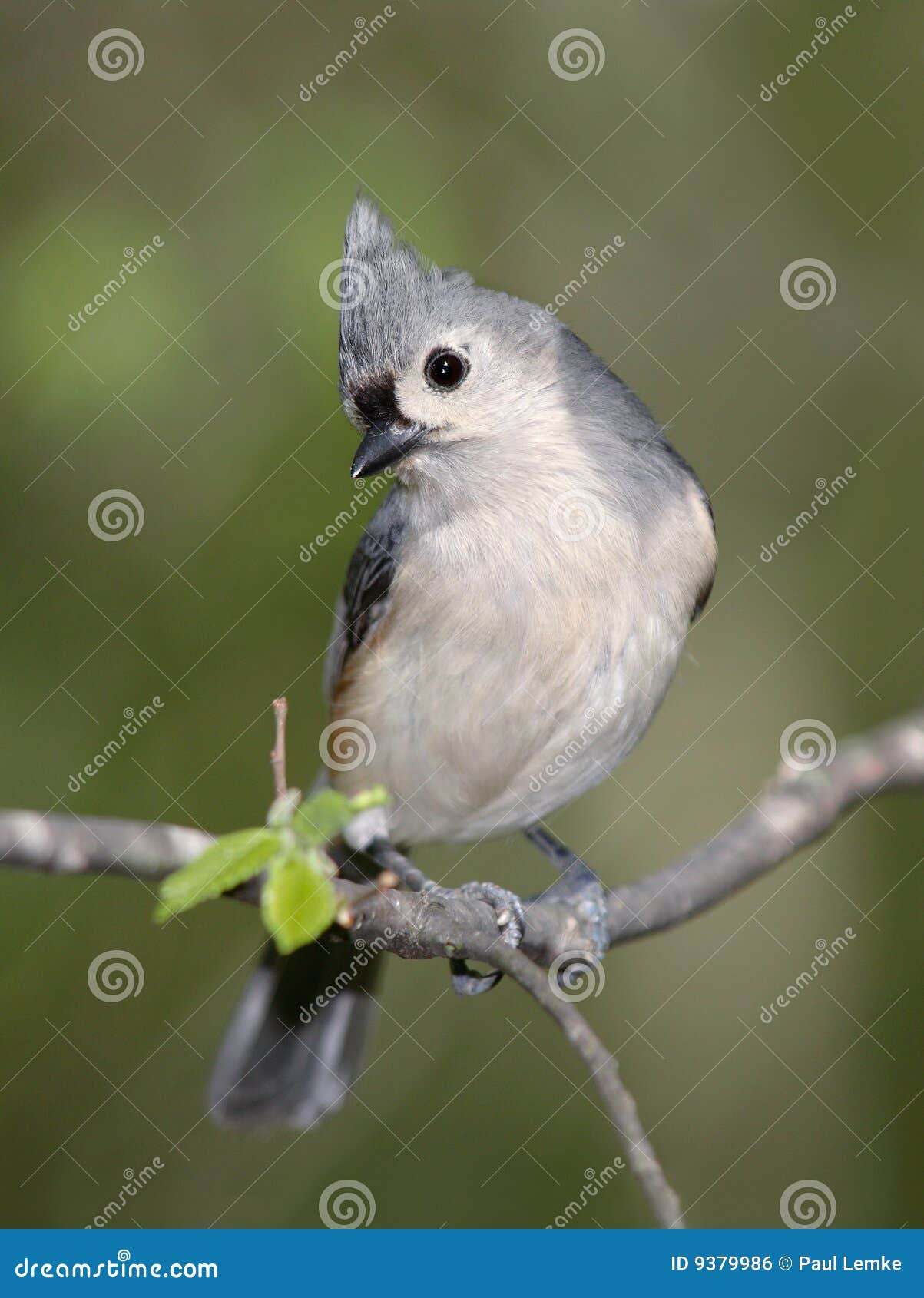 Tufted Titmouse stock photo. Image of bird, crest, tuft - 9379986