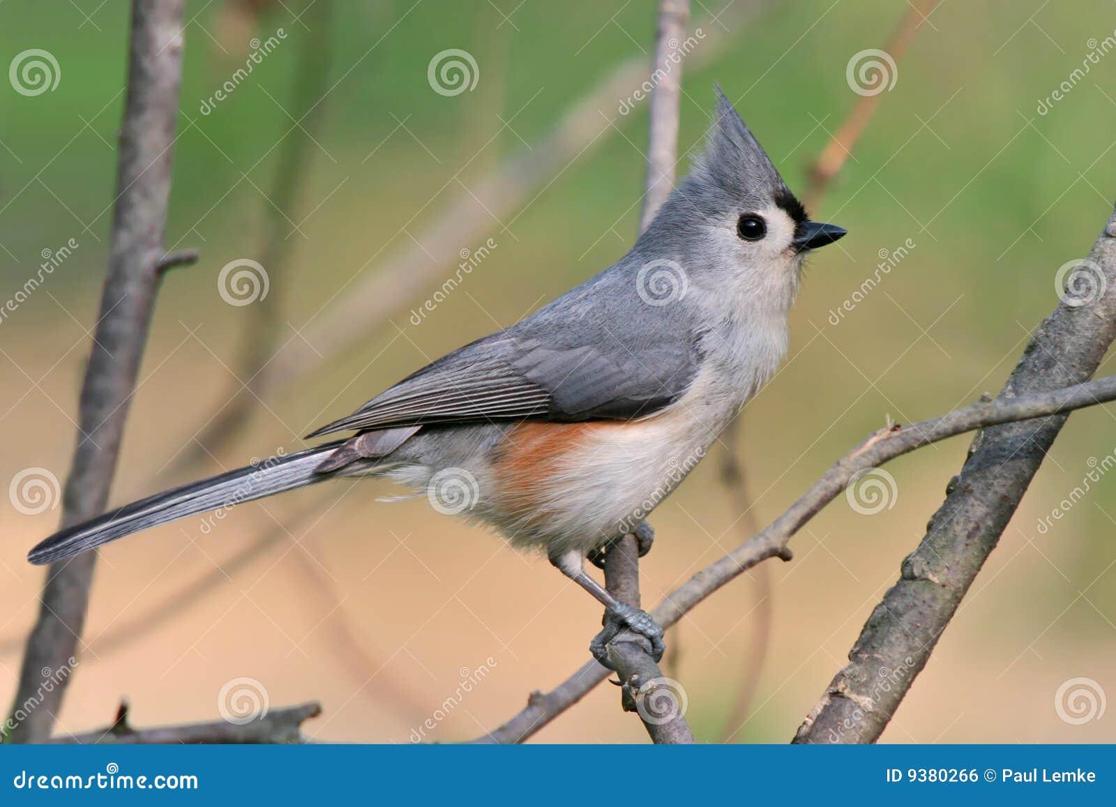 Tufted Titmouse stock photo. Image of horizontal, biology - 9380266
