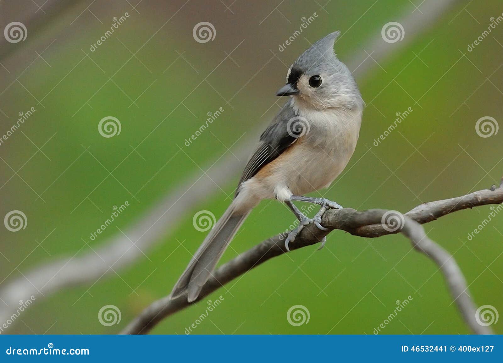 Tufted Titmouse 3b stock image. Image of titmouse, rural - 46532441