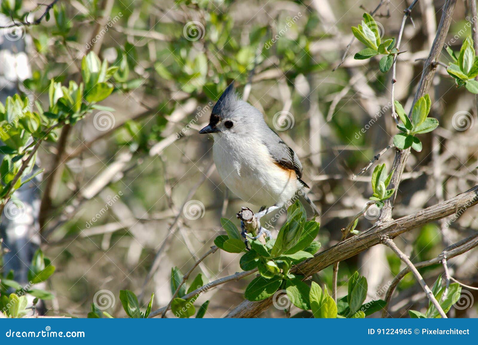 Tufted Titmouse stock image. Image of bird, feathers - 91224965