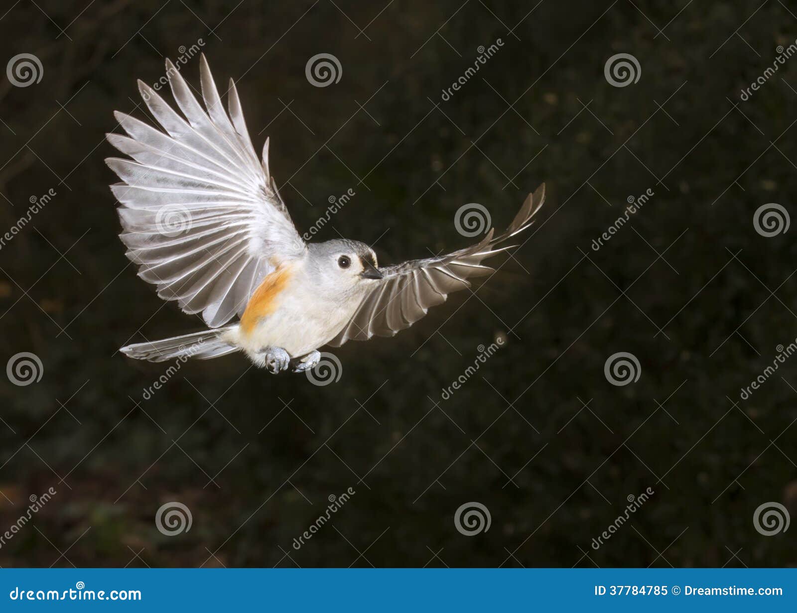 Tufted Titmouse (Baeolophus Bicolor) Flying Stock Image - Image of ...