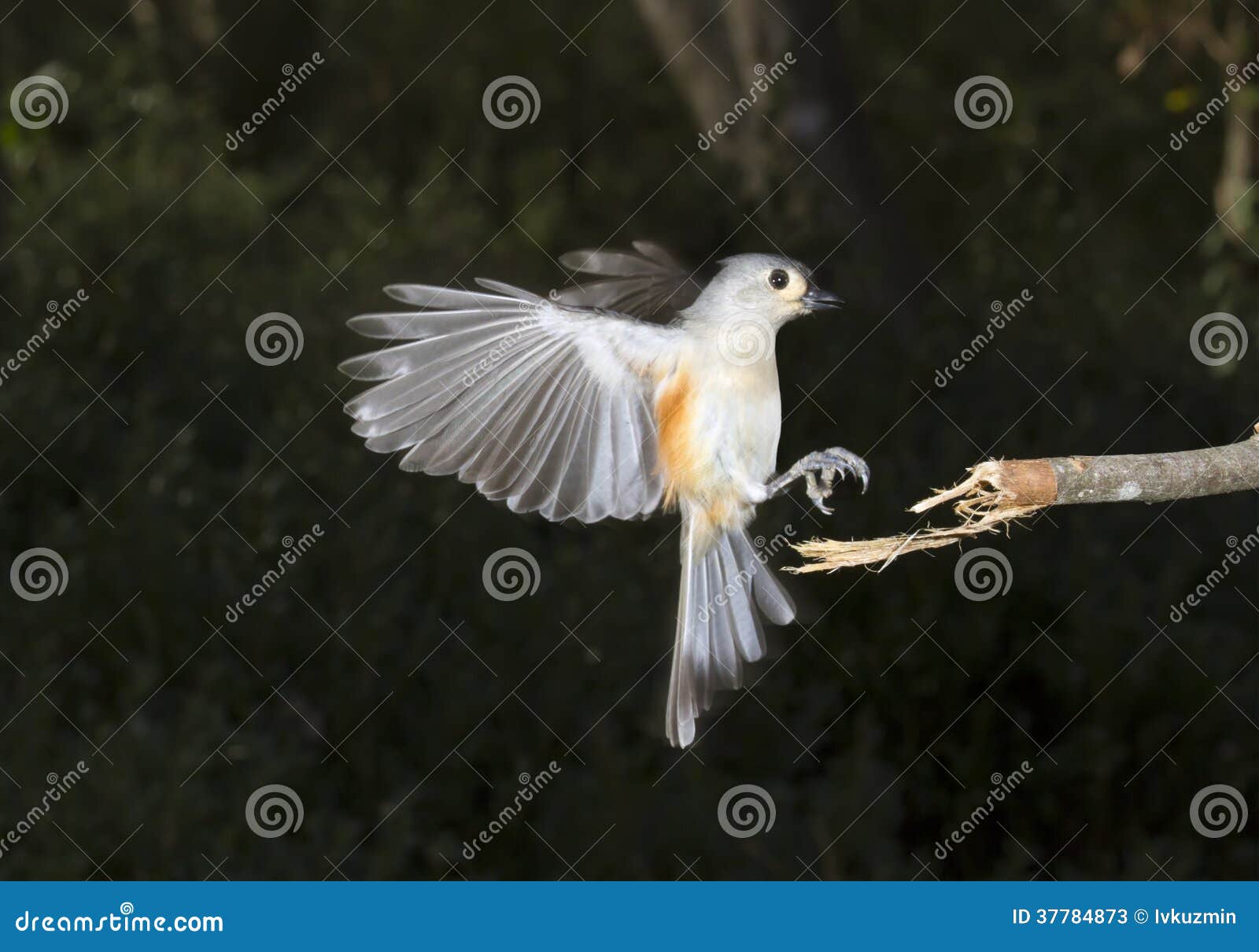 Tufted Titmouse (Baeolophus Bicolor) Flying Stock Image - Image of ...