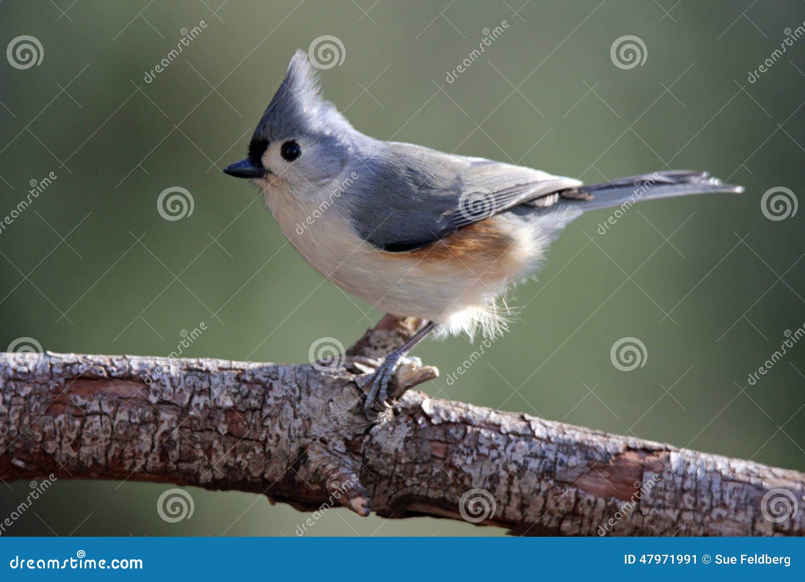Tufted Titmouse stock image. Image of gray, titmouse - 47971991