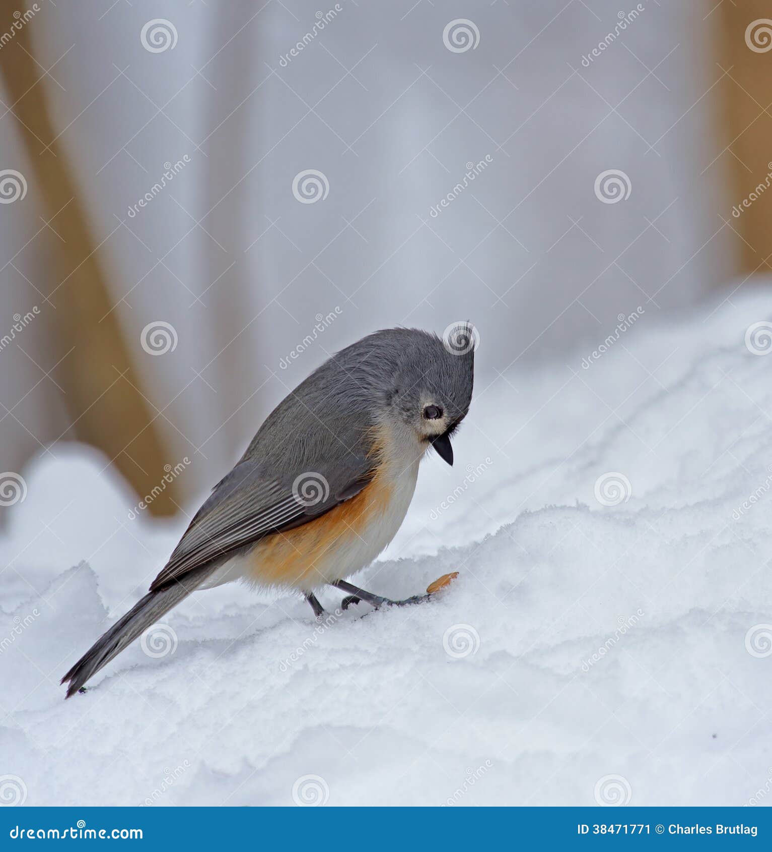 Tufted Titmouse, Baeolophus Bicolor Stock Image - Image of winter ...