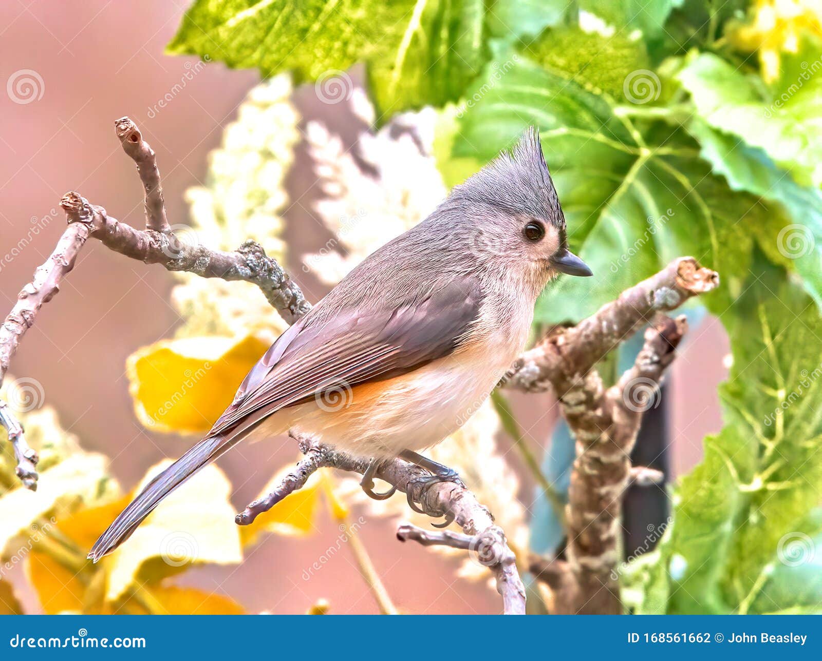Tufted titmouse stock photo. Image of portrait, tufted - 168561662