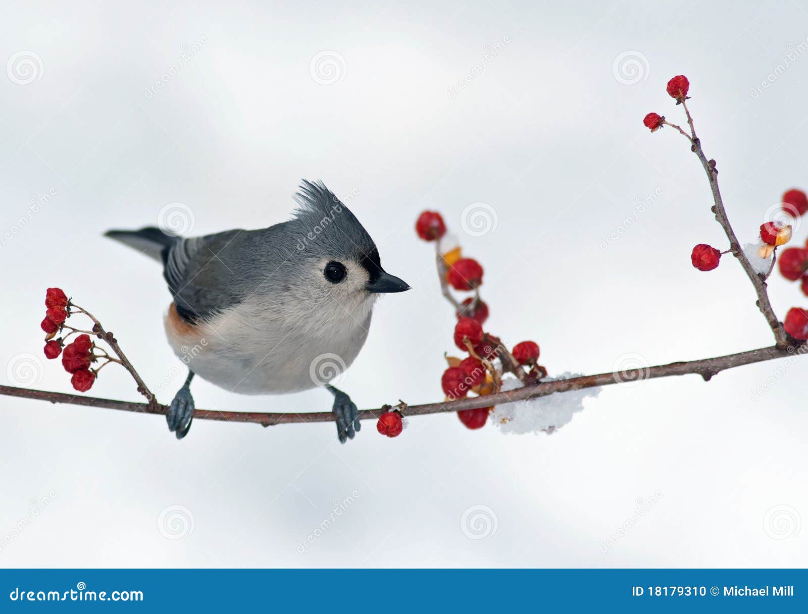 Tufted Titmouse and Berries Stock Photo - Image of tufted, perching ...