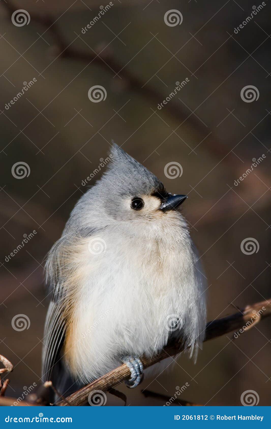 Titmouse Bird Feeding Royalty-Free Stock Image | CartoonDealer.com ...
