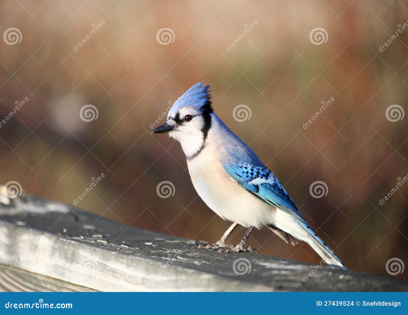 Tufted Titmouse bird stock photo. Image of post, titmouse - 27439524