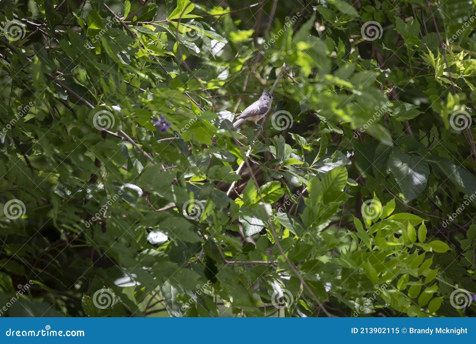 Tufted Titmouse Perched on Green Summer Leaves Stock Image - Image of ...