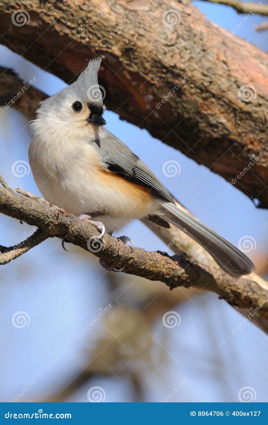 Tufted Titmouse Bird on Branch Stock Photo - Image of looks, titmouse ...