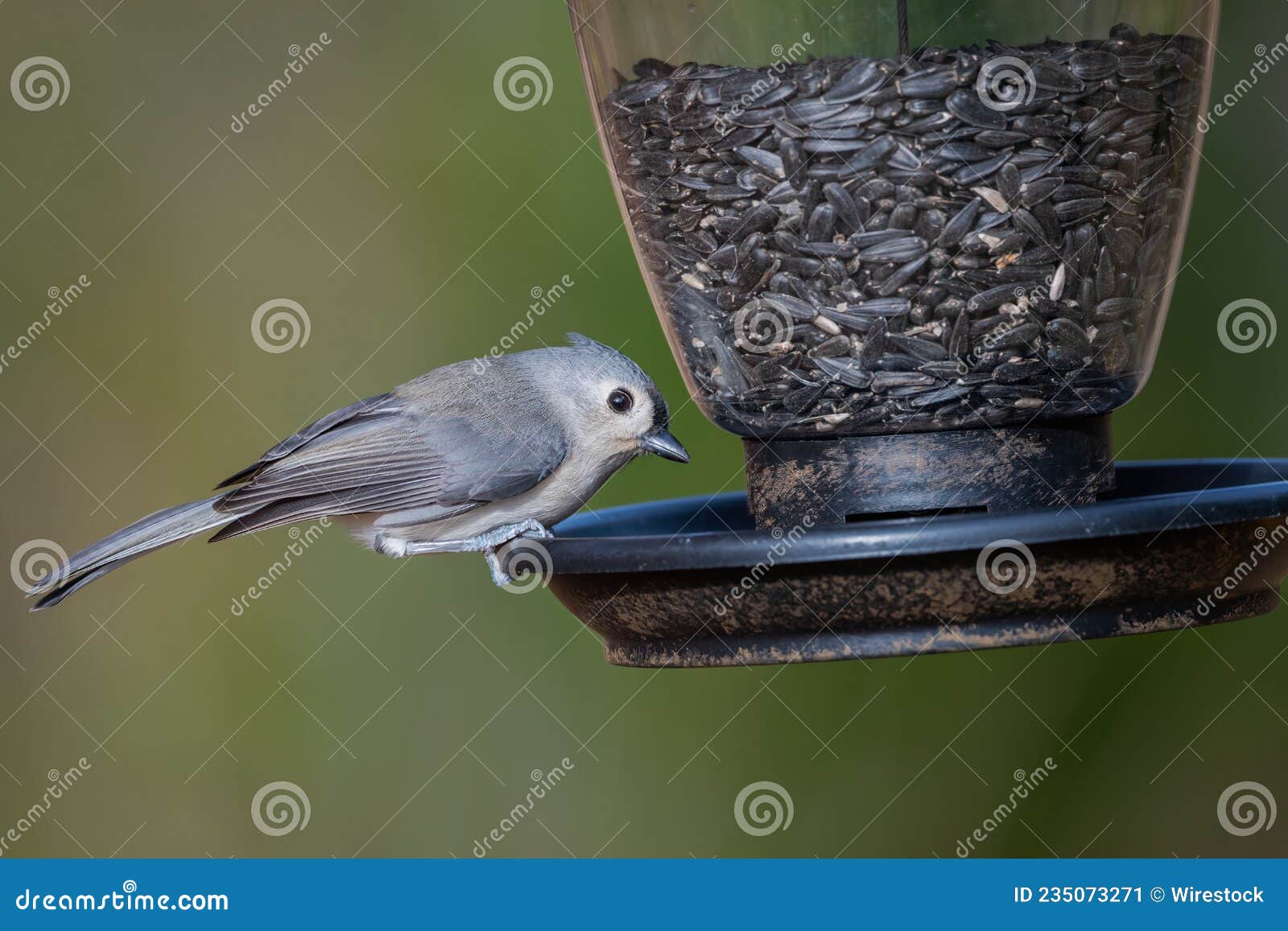 Tufted Titmouse on a Bird Feeder Stock Image - Image of feathers, tiny ...