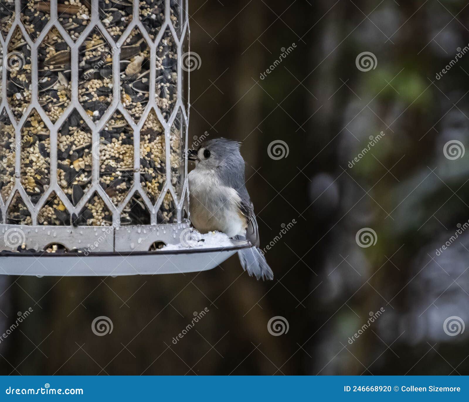 Tufted Titmouse on a Bird Feeder Stock Photo - Image of cute, titmouse ...