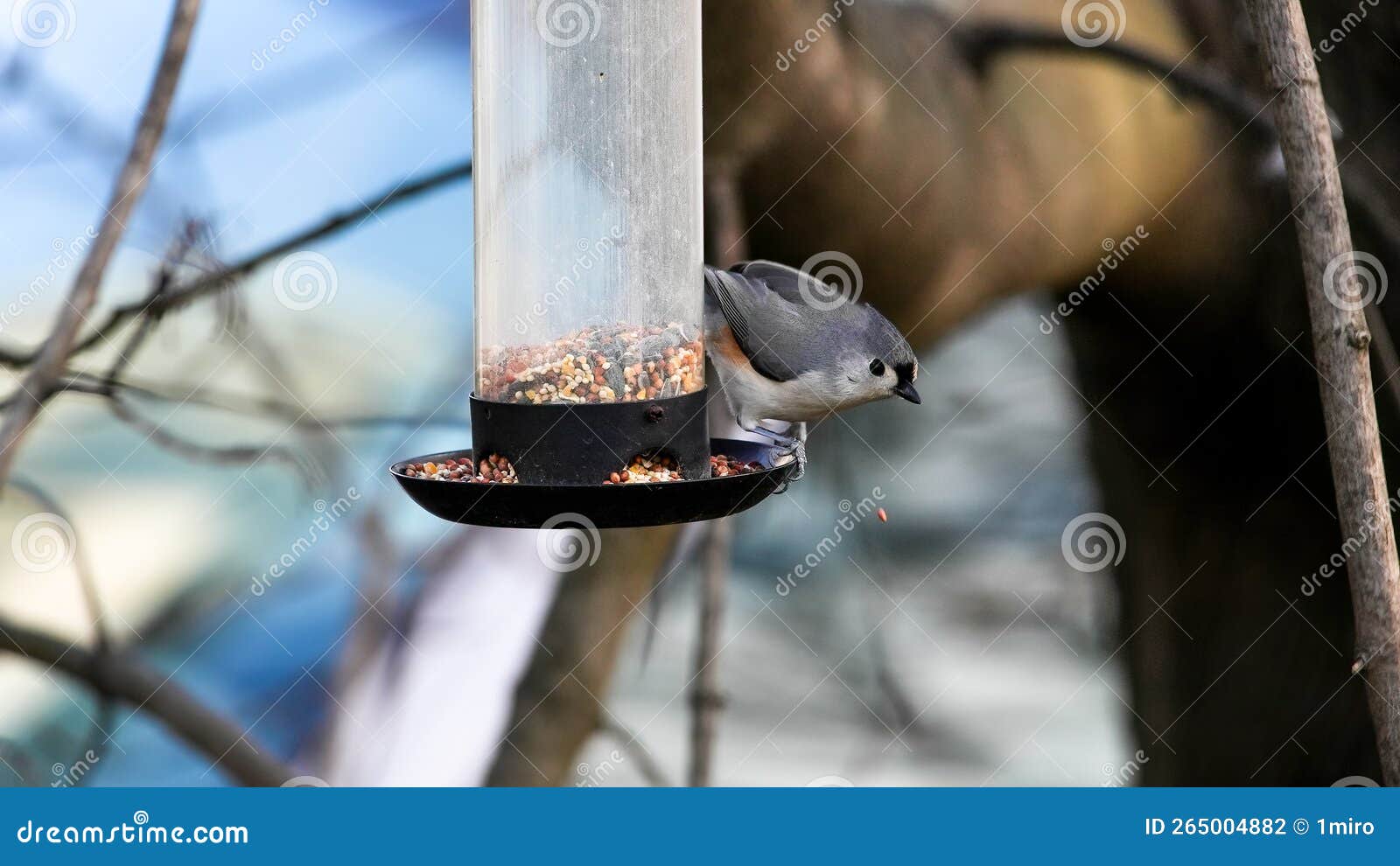 Tufted Titmouse on Bird Feeder Stock Photo - Image of tree, wild: 265004882