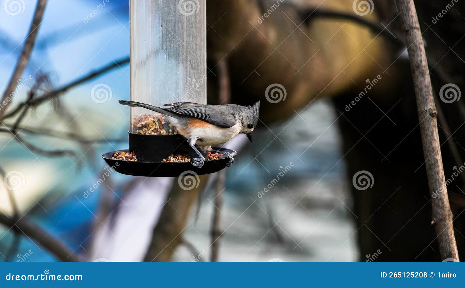 Tufted Titmouse on Bird Feeder Stock Photo - Image of north, songbird ...