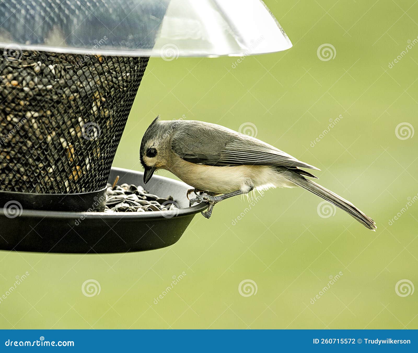 Tufted Titmouse Bird Perched on Bird Feeder Stock Photo - Image of bird ...