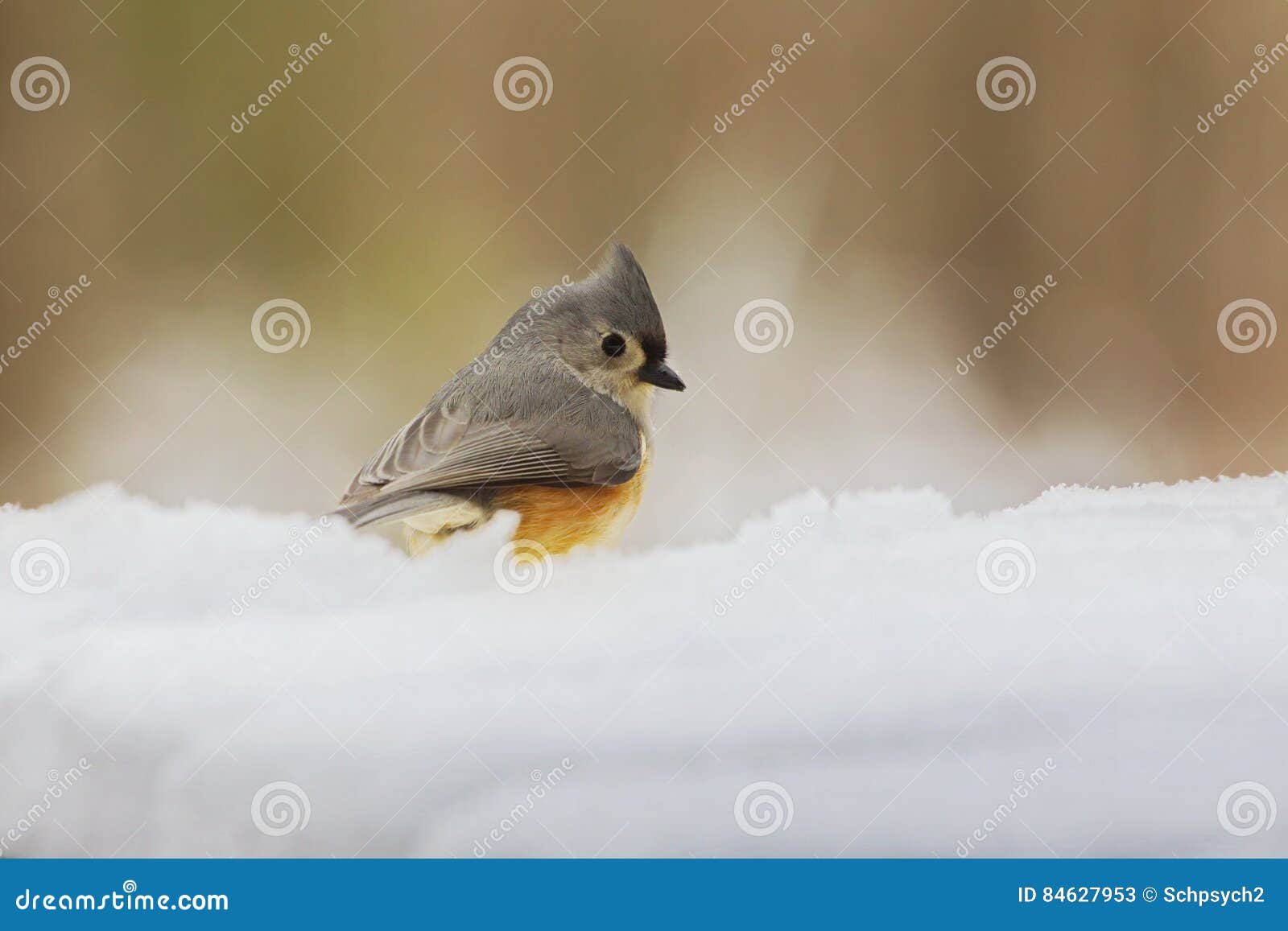 Tufted Titmouse Bird in the Snow Stock Image - Image of bird, tufted ...