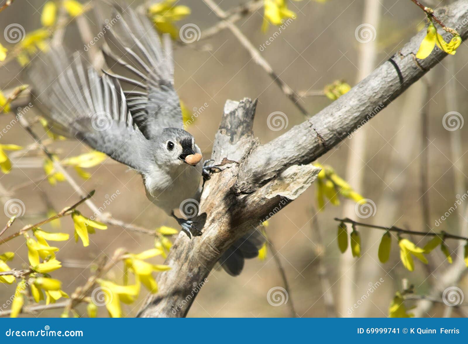 Tufted Titmouse Bird about To Fly Stock Image - Image of grey, tufted ...