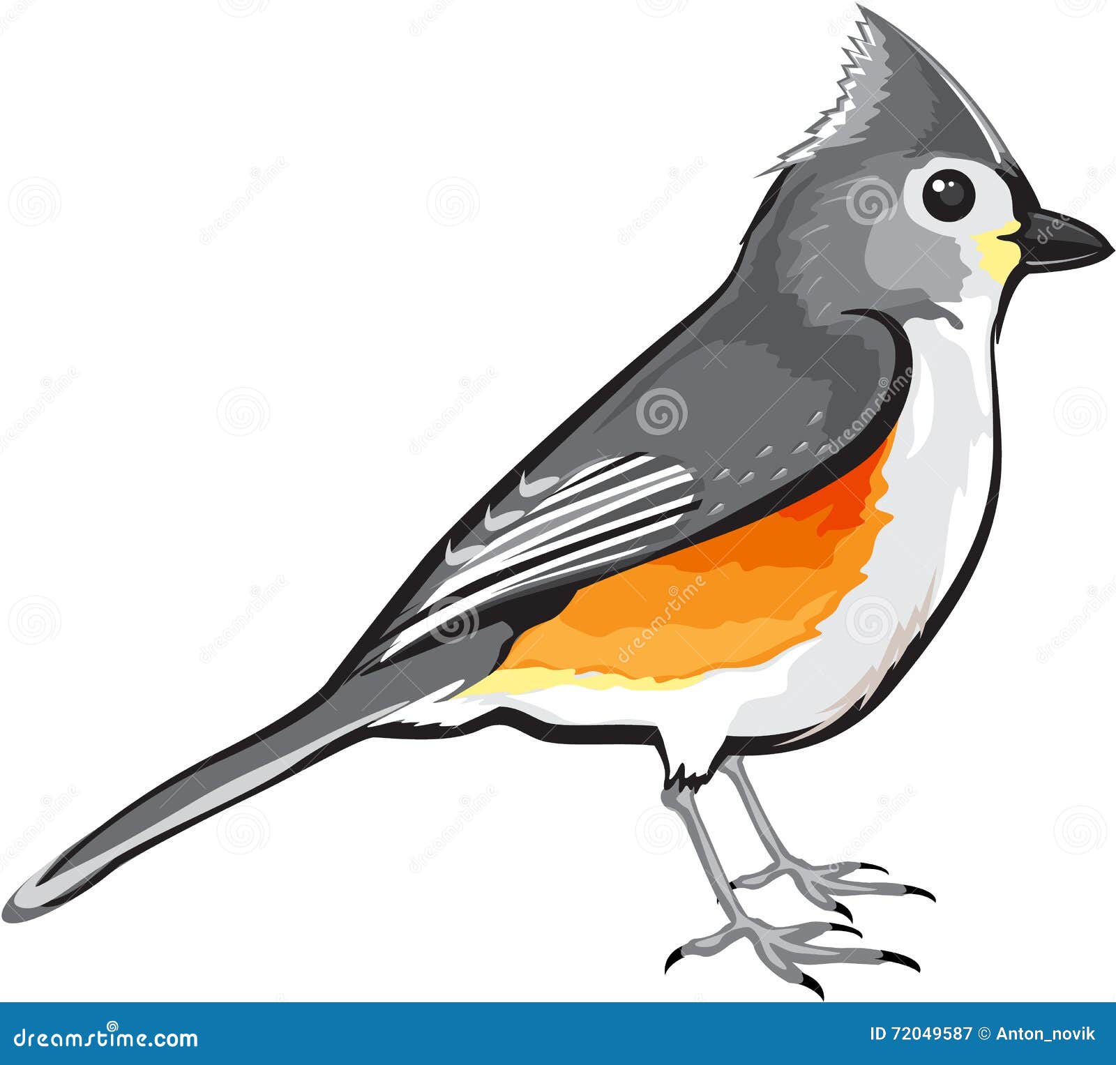 Tufted Titmouse Bird Vector Illustration Clip-art Graphic Design Stock ...
