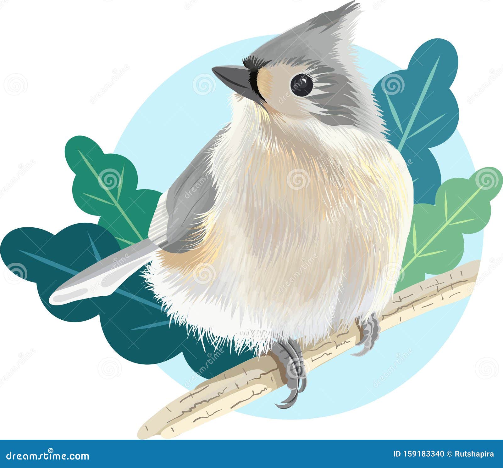 Tufted Titmouse Bird Vector Illustration Stock Vector - Illustration of ...