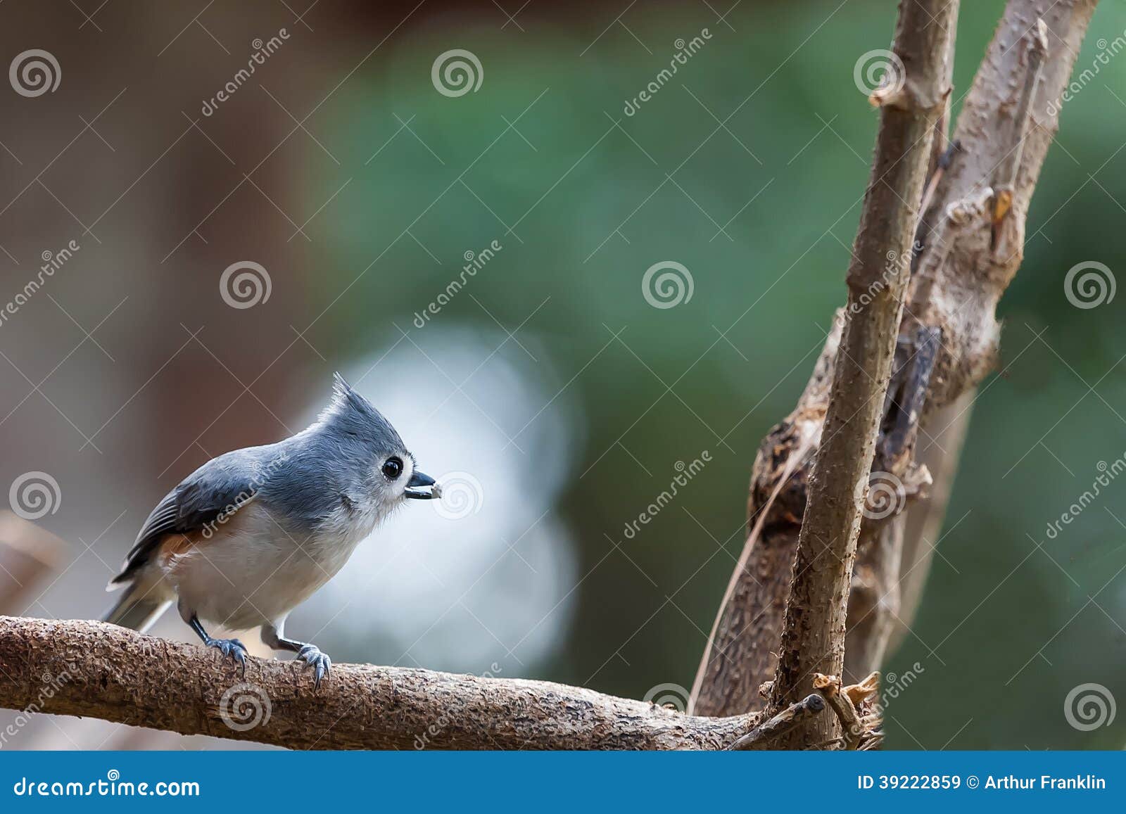 Tufted Titmouse stock image. Image of branch, bird, titmouse - 39222859