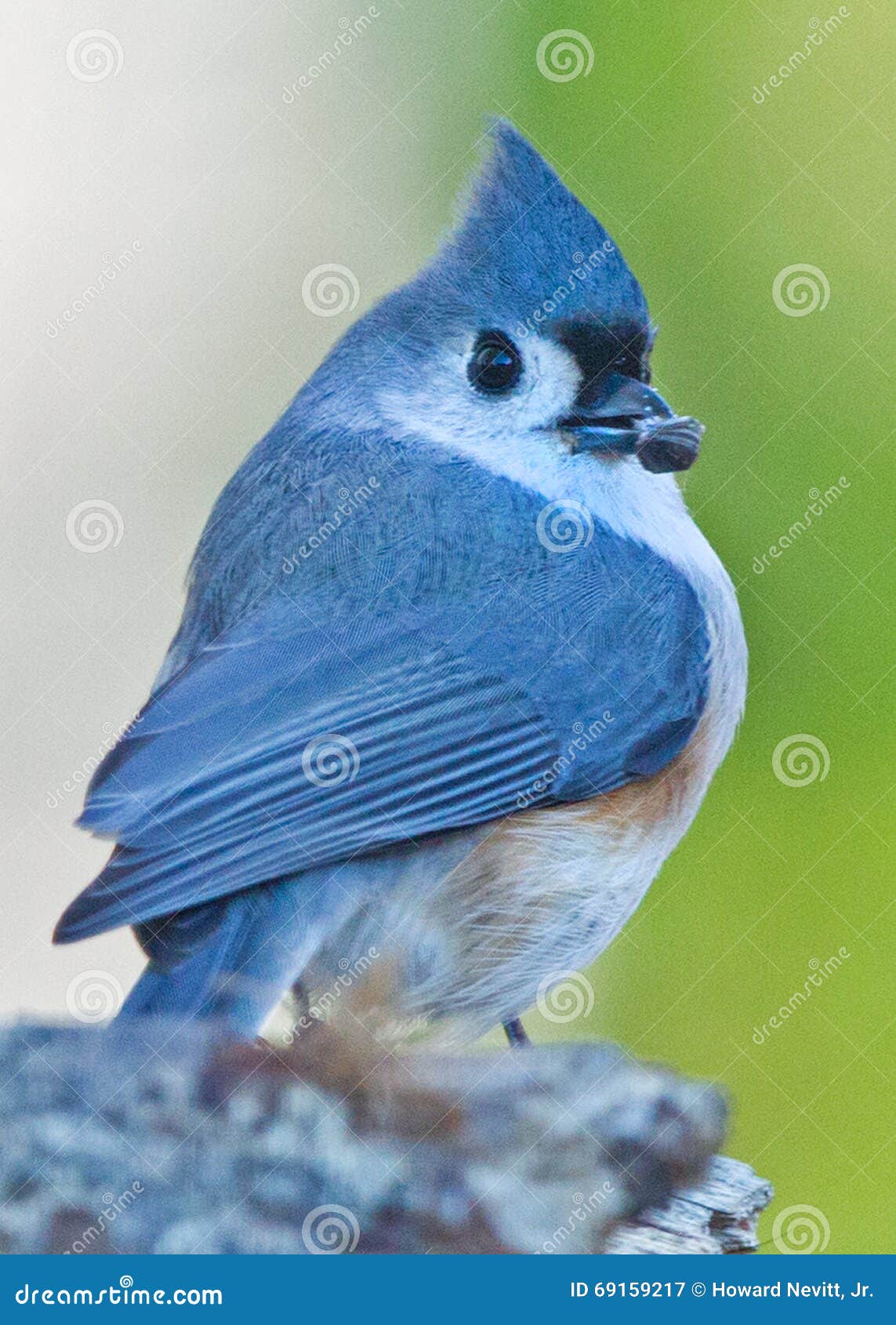 Tufted titmouse stock image. Image of station, feathers - 69159217