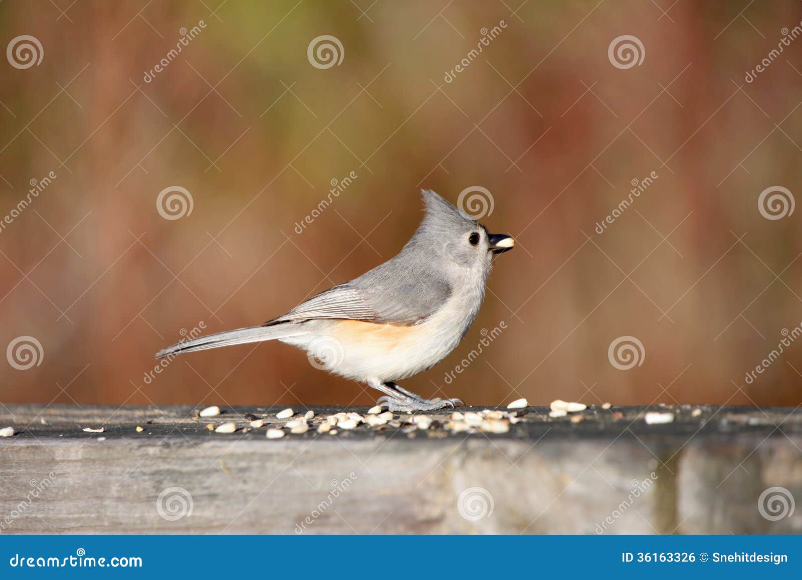 Tufted Titmouse stock photo. Image of green, black, fence - 36163326