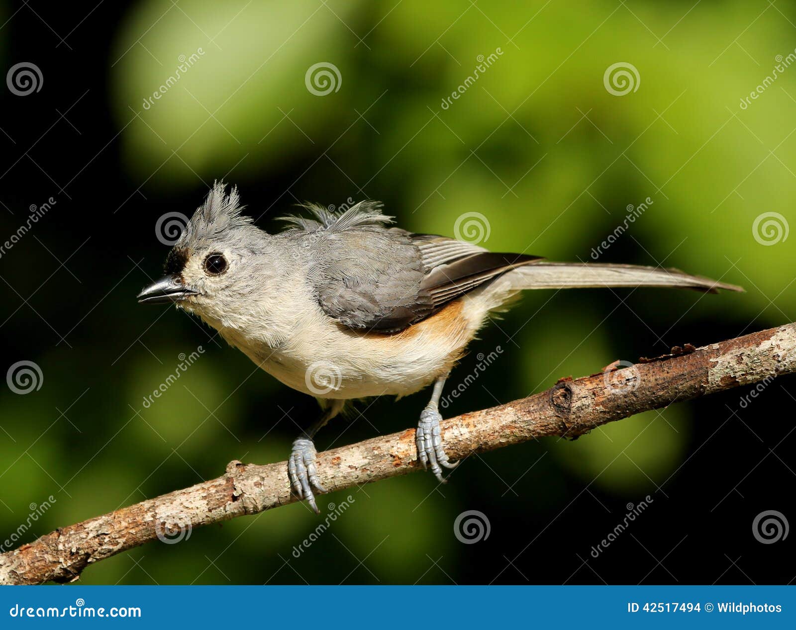 Tufted Titmouse stock photo. Image of profile, feathers - 42517494