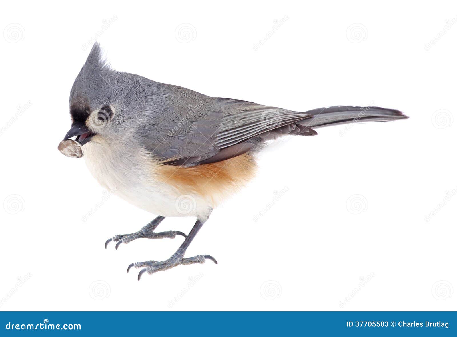 Tufted Titmouse Eating a Seed Stock Image - Image of feeding, passerine ...