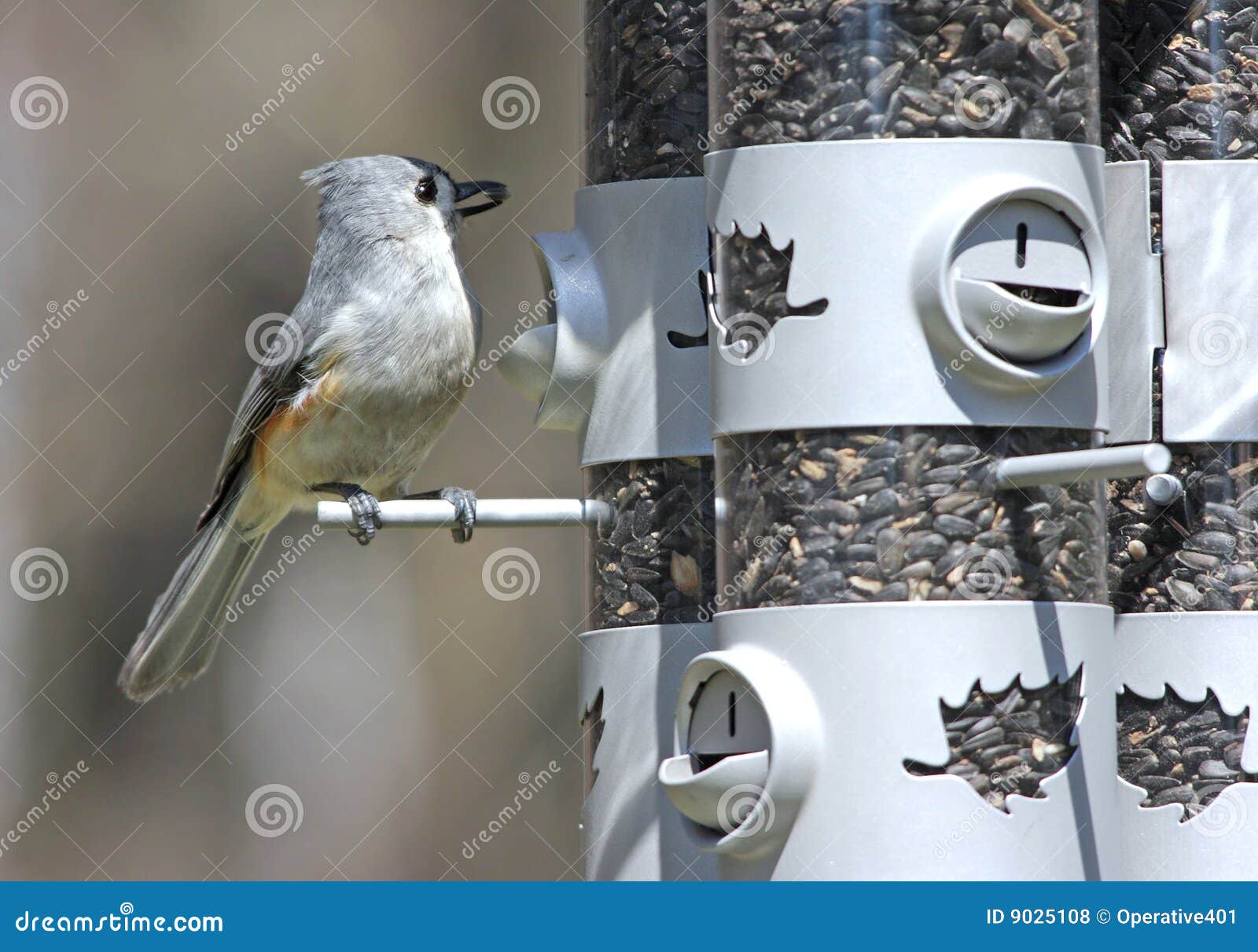 Tufted Titmouse at feeder stock photo. Image of tufted - 9025108