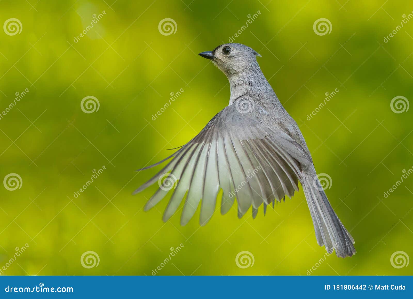 Tufted Titmouse in Flight stock photo. Image of county - 181806442
