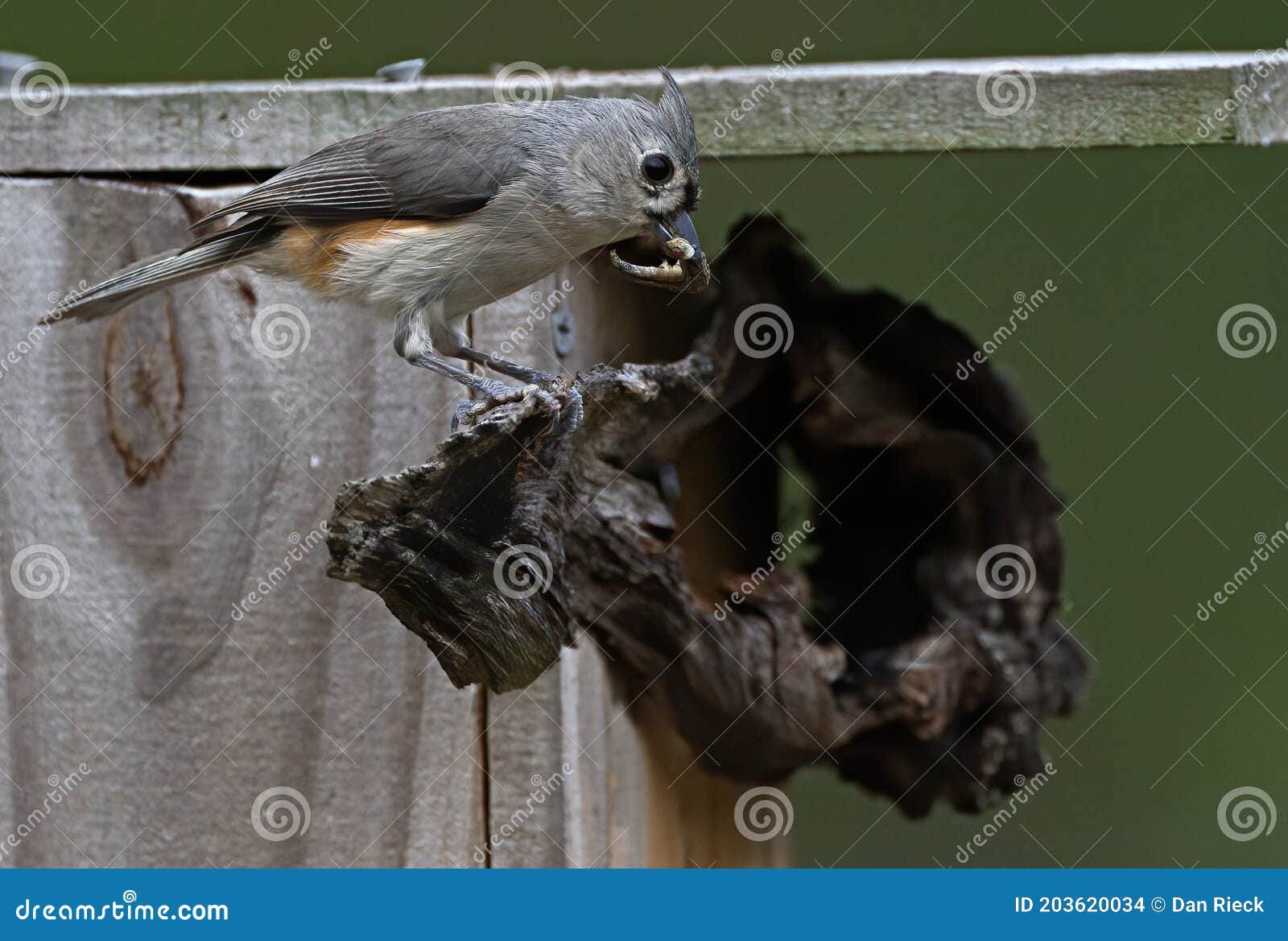 Tufted Titmouse with Food To Feed Babies Inside Nesting Box Stock Photo ...