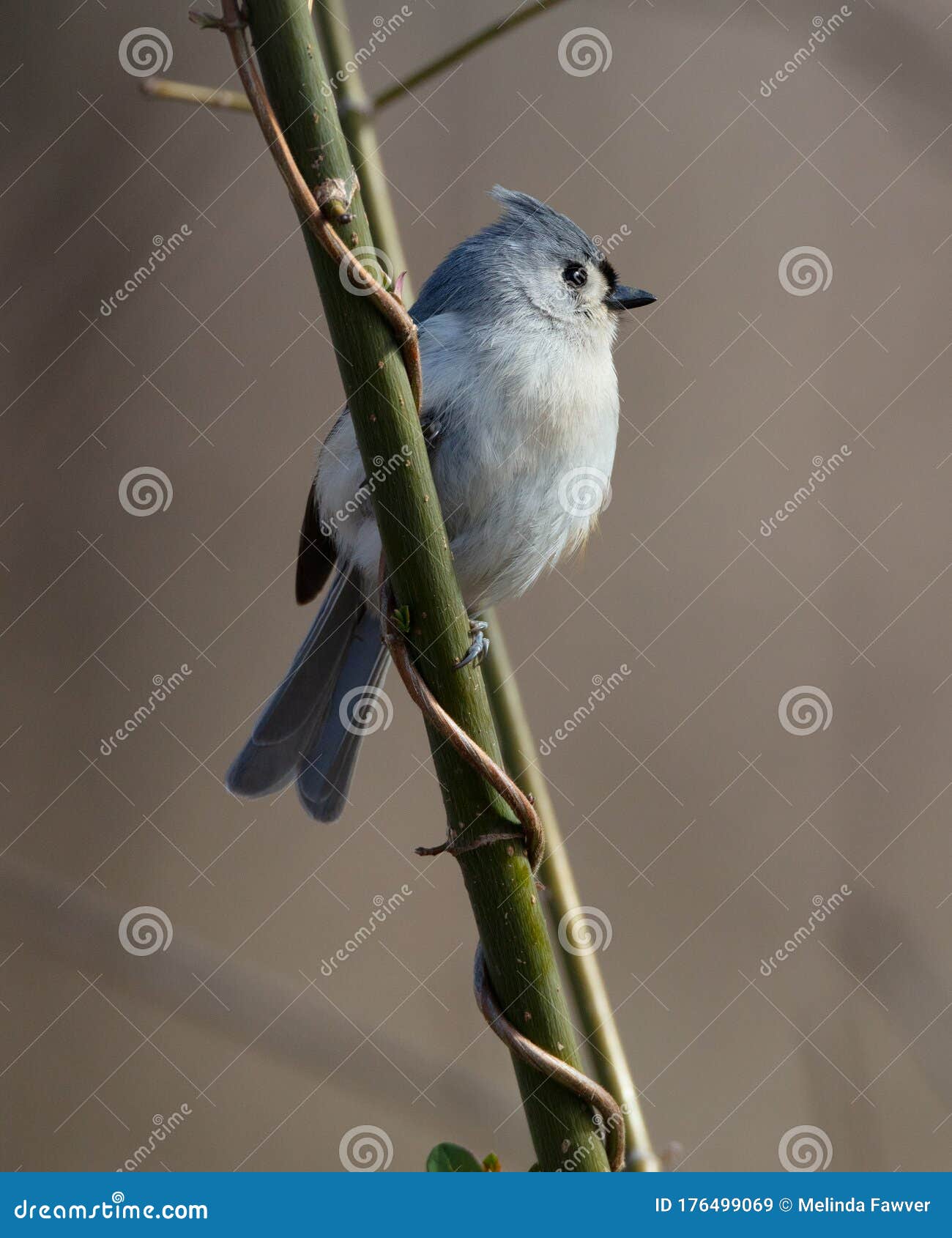 Tufted Titmouse stock image. Image of tufted, bird, wildlife - 176499069