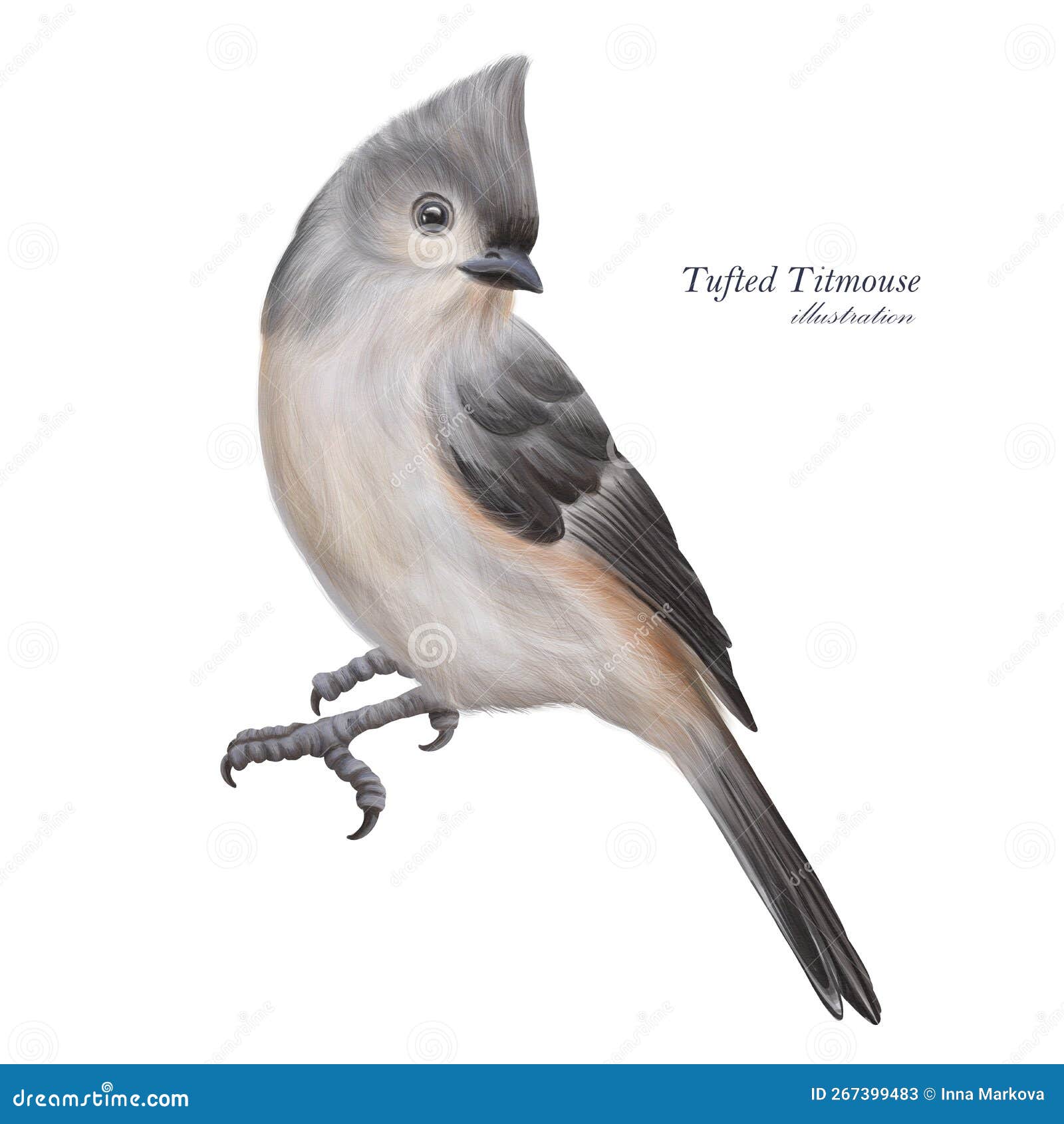 Tufted Titmouse Illustration. Stock Illustration - Illustration of ...